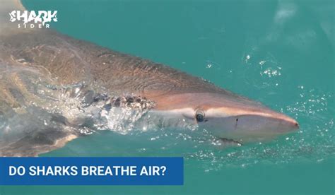 How Do Sharks Breathe Do Sharks Have Lungs Shark Sider
