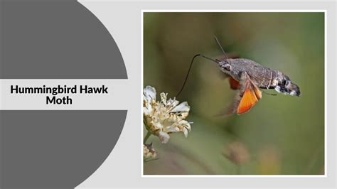 23 Types Of Hawk Moth Identification With Pictures