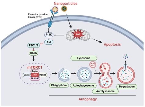 A Comprehensive Review Of Nanoparticle Based Drug Delivery For