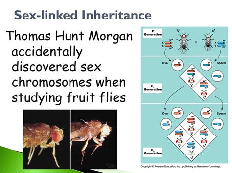 Complex Inheritance Patterns Ppt Download