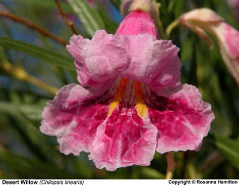 Desert Willow Flower