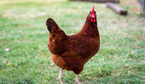 The Adorable Rhode Island Red Breed Appearance Temperament And More