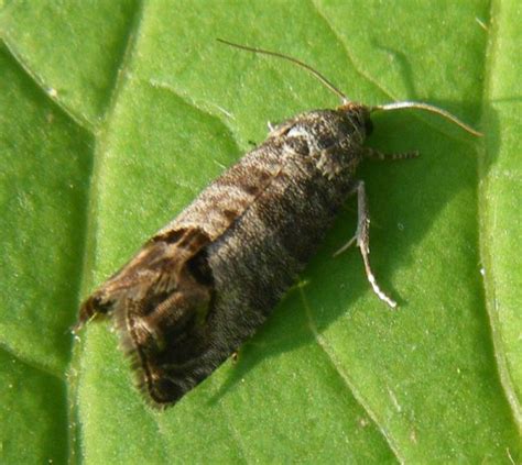 Pherocon® Codling Moth Management Trécé Inc