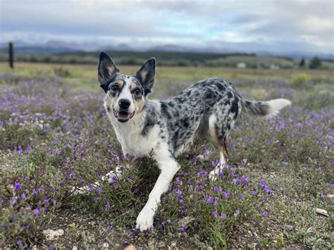 North Koolie Community Facebook