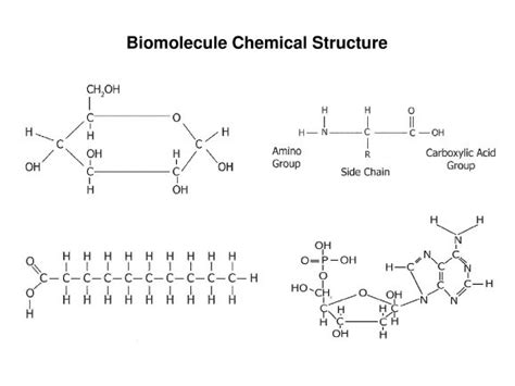 Biomolecules Diagram Quizlet