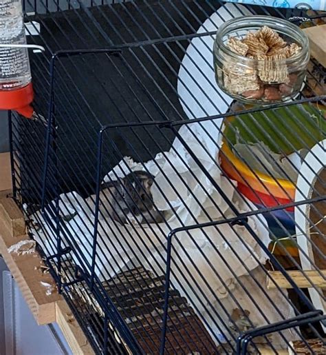 Peanuts Coming Up To Two Years Old But Her Eye Has Gone Quite White And Theres An Even Whiter