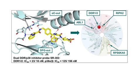 Development Of A Selective Dual Discoidin Domain Receptor Ddr P38