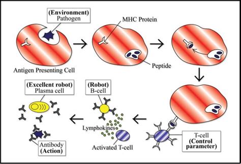 figure 2 from learning in immune network algorithm for multi robot