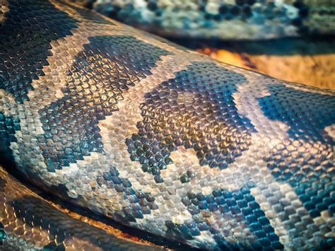 Premium Photo Python Skin Close Up