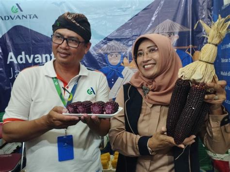 Perubahan Iklim Ancam Produktivitas Panen Advanta Kembangkan Jagung Varietas Unggul Republika