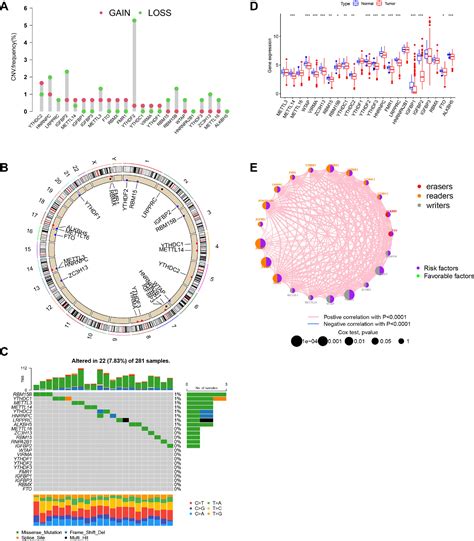 Figure From Molecular Characterization Of M A Modifications In Non Clear Cell Renal Cell