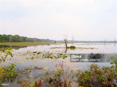 앙코르 와트 단지 씨엠립 캄보디아의 네악 포안 의 호수 연못의 아름다운 자연 풍경 0명에 대한 스톡 사진 및 기타 이미지 Istock