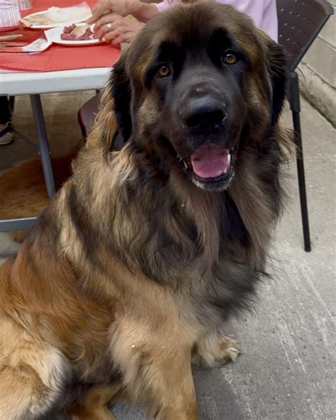 Jean Coutu Pascal Bouchard Saint Hubert Qc