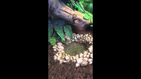 10 Gallon Green Anole Tank Youtube