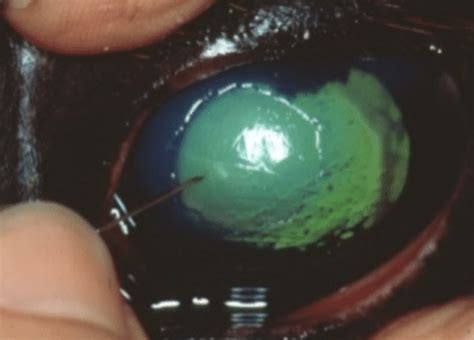 Indolent Corneal Ulcer Ophtalmovétérinaire