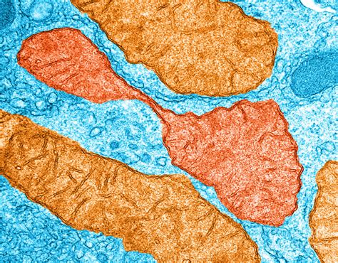 Dividing Mitochondrion Liver Cell Tem Photograph By Omikron Fine Art