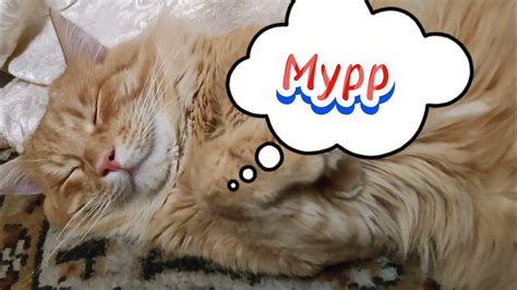 Кот балдеет с Новым годом кошки коты котики Catvideos Cat Youtube