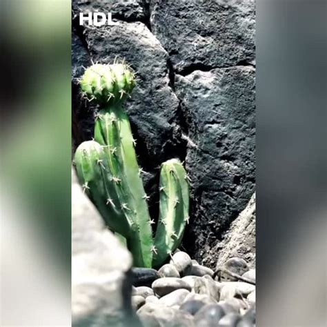 Hdl Egypt On Linkedin Hdlegypt Hdlprojects Luxuryliving Smarthome