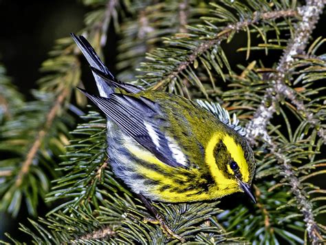 Wsmag Net West Sounds Wonderful Winter Warbler Featured The Garden
