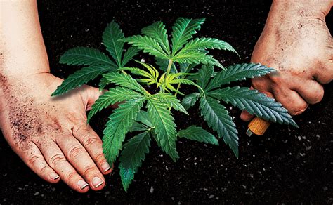 The Importance Of Mycorrhizae Natures Gateway