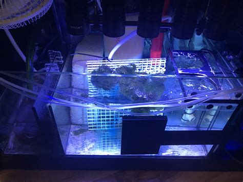 Guide To The Triton Method Page Reef Reef