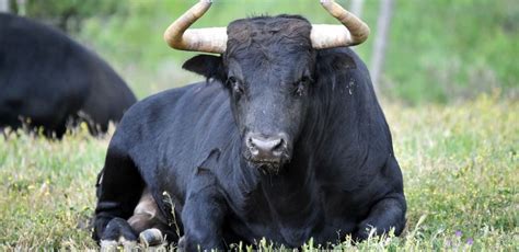 Aprobado el proyecto de ley que prohíbe las corridas de toros en Colombia