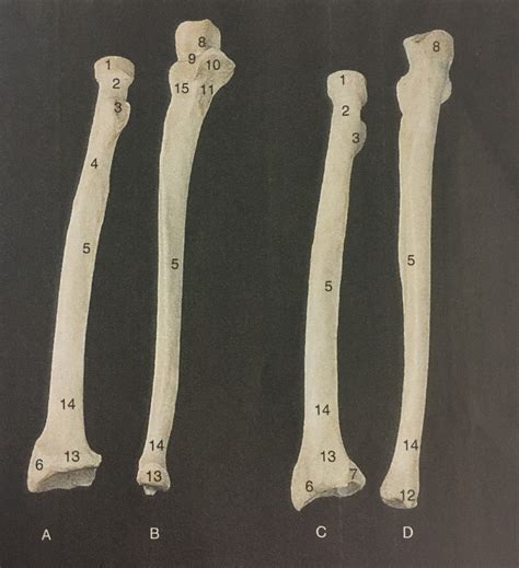 Wiring And Diagram Diagram Of Ulna And Radius