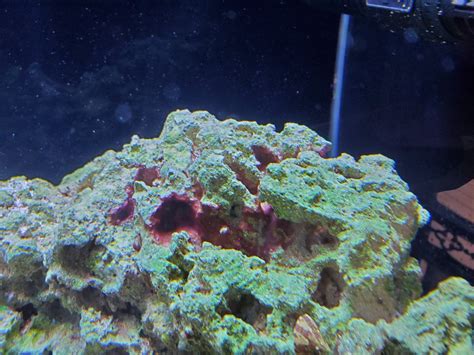 Trying To Identify This Algae Cyano Reef2reef