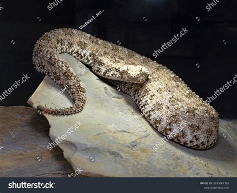 Spider Tailed Horned Viper What Is The Spider Tailed Horned Viper