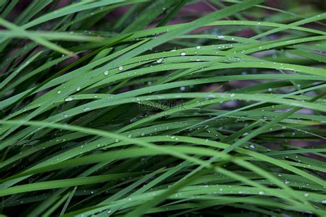Dripping Green Grass Picture And Hd Photos Free Download On Lovepik