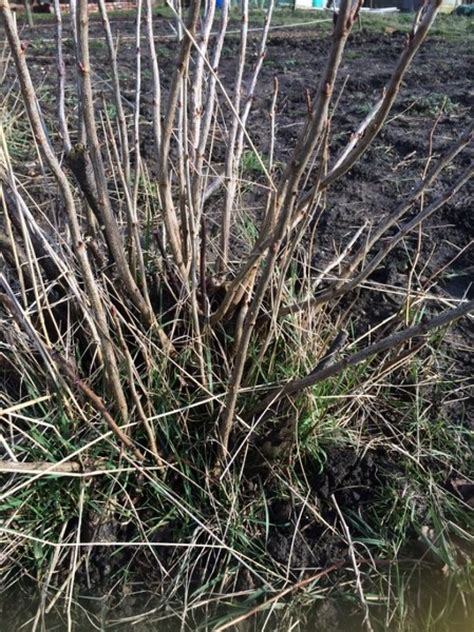 Как удалить с участка старый куст или выкорчевать дерево чтобы не осталось пней и поросли