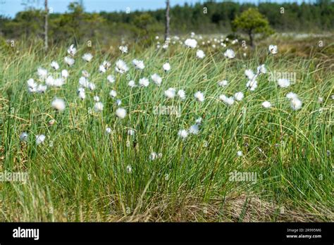 White Cotton Grass Flowers In A Marsh Meadow Blowing In The Wind Marsh