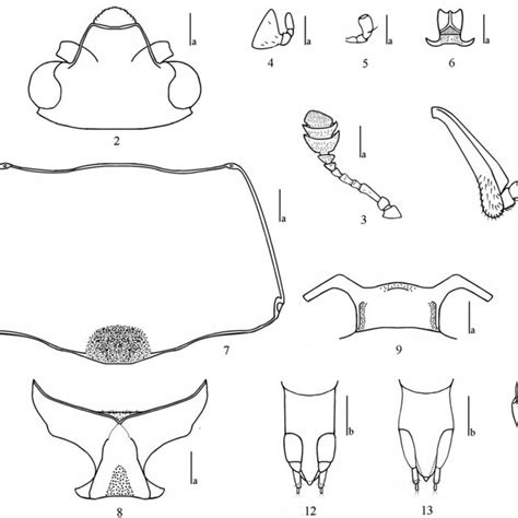 Pseudamblyopus Sinicus Sp Nov 2 Head 3 Antenna 4 Maxillary Palpus 5