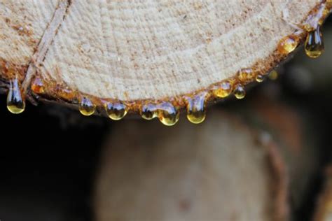 Easy Way To Remove Tree Sap Resin From Lumber For Woodworking Twin Civet