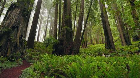 Exploring The Majestic Redwood Forests A Journey Among Towering Giants