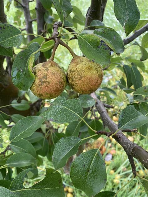 Brandy Perry Pear Fedco Trees
