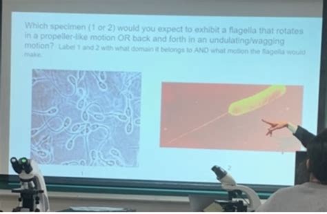 Bio 1802 Lab Practical Flashcards Quizlet