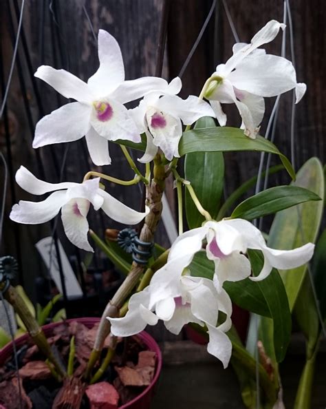 Little Garden Journal Softcane Dendrobium Dendrobium Cassiope