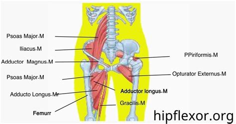 10 Signs You Have Hip Flexor Pain Hip Flexors