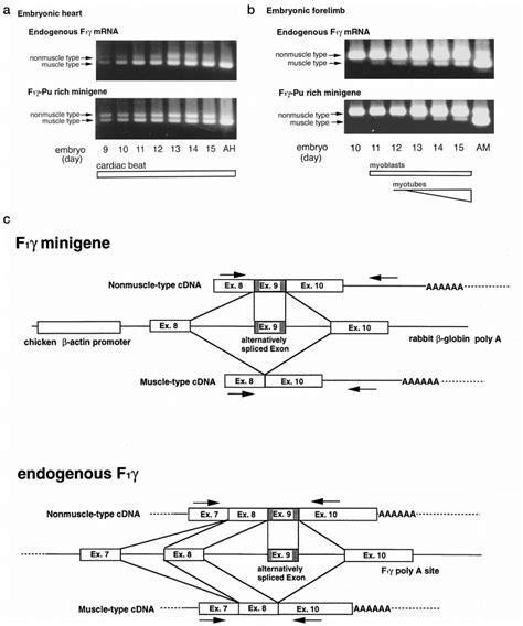 Splicing Pattern Of F 1 Pu Rich Minigene In Transgenic Mouse Embryo A