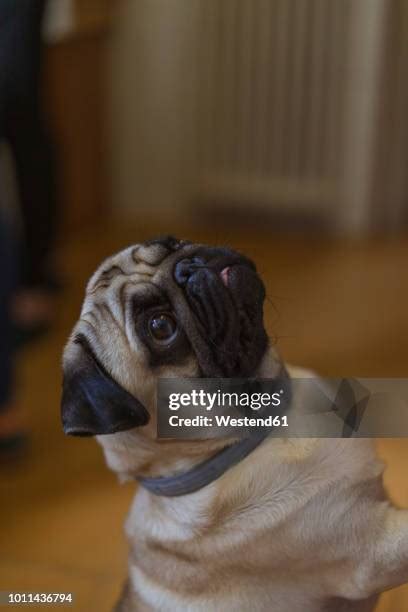 Frank The Pug Photos And Premium High Res Pictures Getty Images