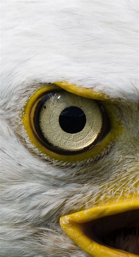 Eagle Eye