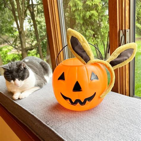 What Is Springoween Splash Of Spooky