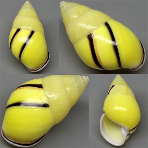 Amphidromus Sp 3715223