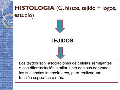 Tejidos Basicos Ppt
