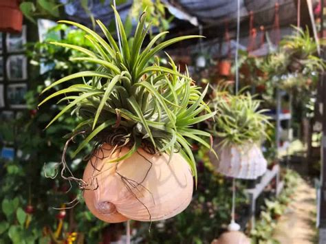 Types Of Air Plants