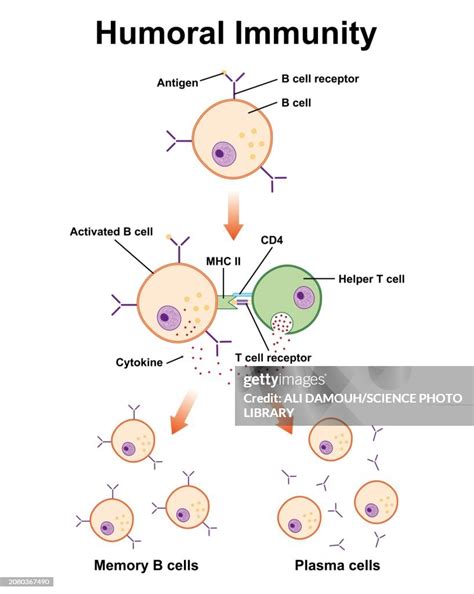 Humoral Immunity Illustration High Res Vector Graphic Getty Images