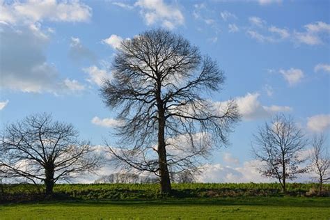 60 Free Tree Without Leaves Tree Images Pixabay