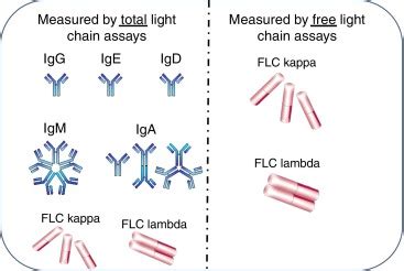Kappa Lambda Free Light Chain Blood Test Americanwarmoms Org