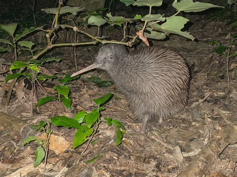 Okarito Brown Kiwi Apteryx Rowi Birds Of The World